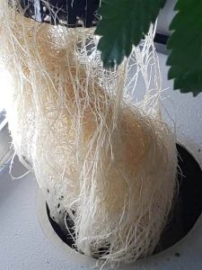Kratky Method vs NFT: 6 Key Differences – World of Garden Plants