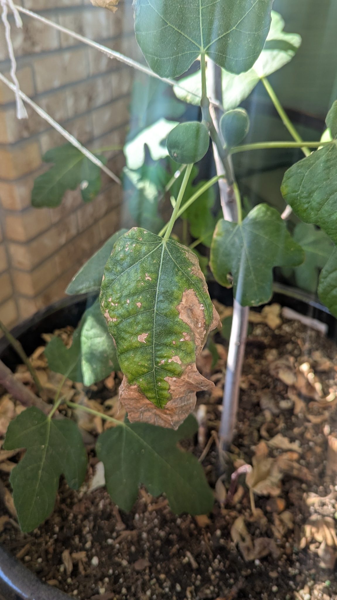 9 Common Fig Tree Diseases (With Pictures) – World of Garden Plants