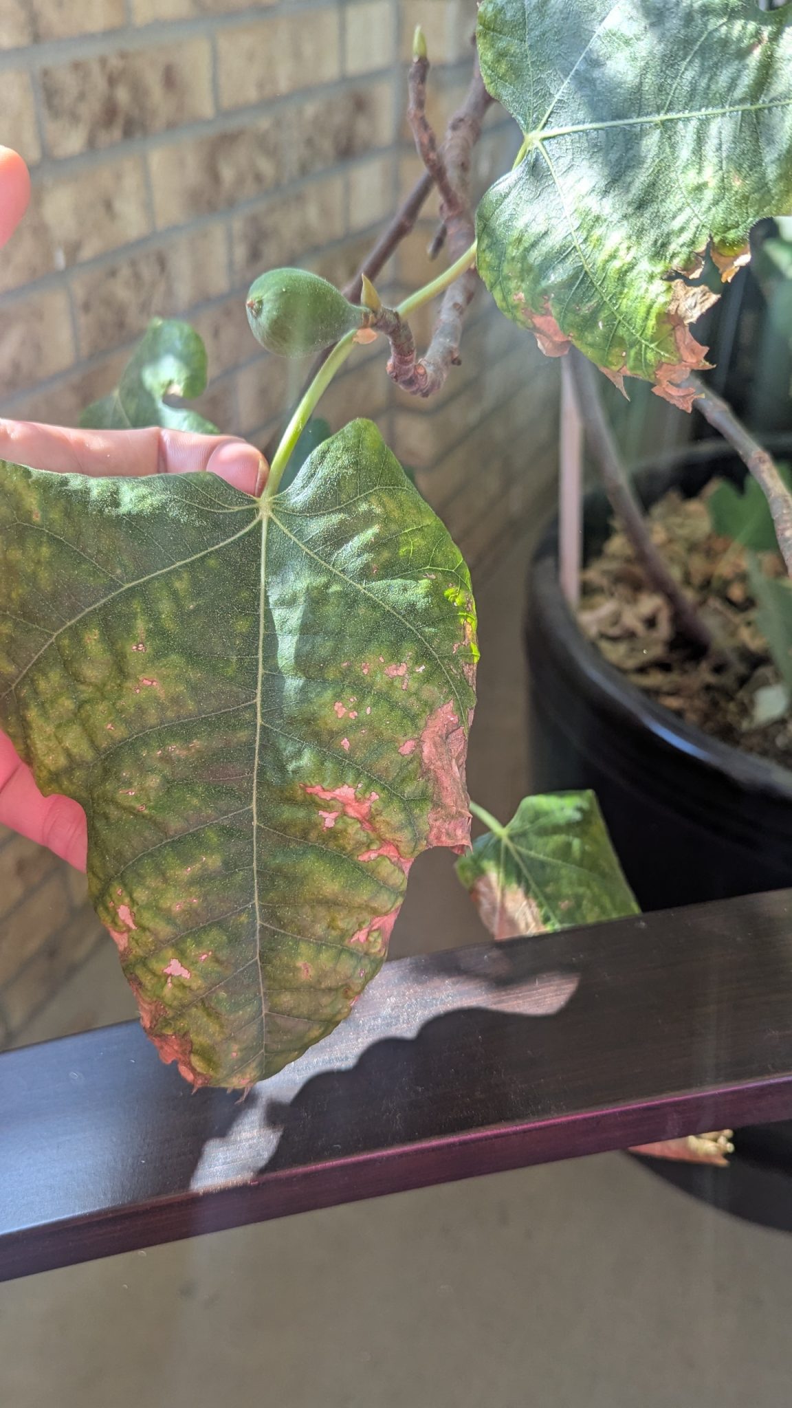 9 Common Fig Tree Diseases (With Pictures) – World of Garden Plants