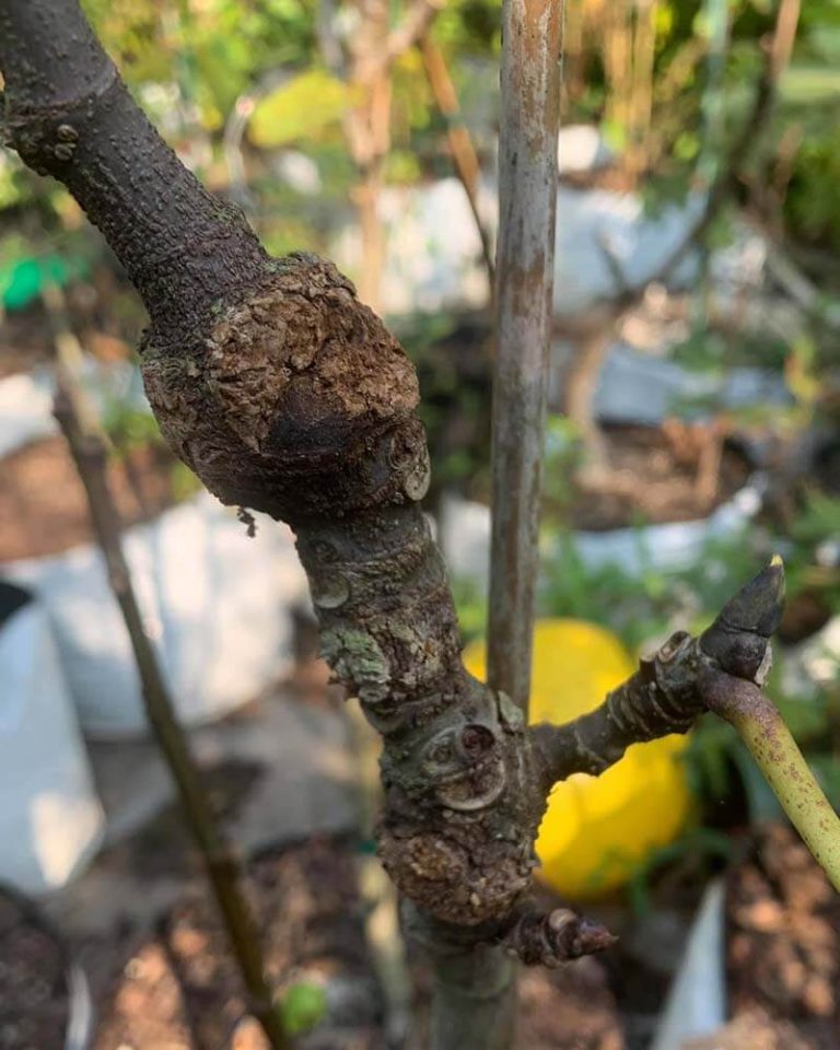 9 Common Fig Tree Diseases (With Pictures) – World of Garden Plants