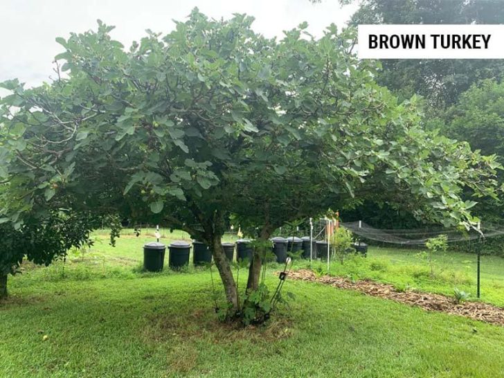 Celeste vs Brown Turkey Fig Tree: 4 Major Differences – World of Garden ...