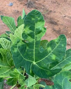 9 Common Fig Tree Diseases (With Pictures) – World of Garden Plants
