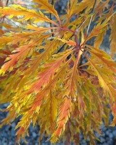 23 Weeping Japanese Maple Varieties – World of Garden Plants