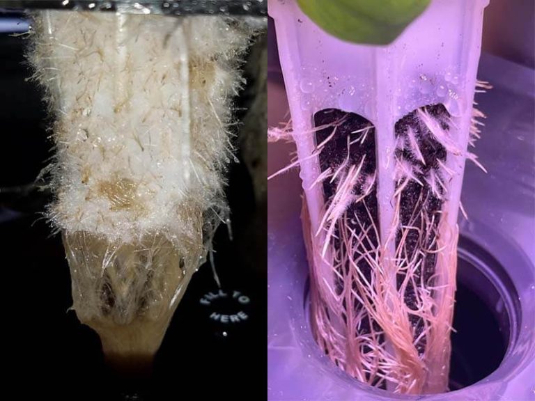 Aerogarden Mold Issue: All You Want To Know – World of Garden Plants