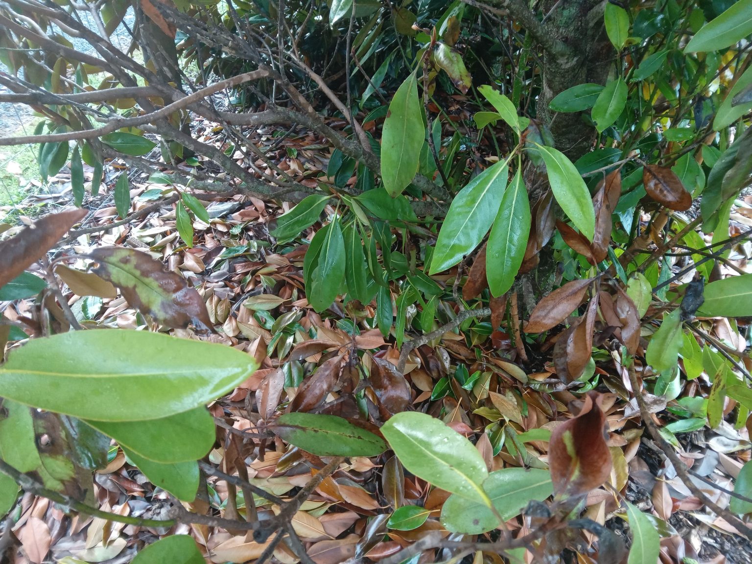 12 Most Common Magnolia Tree Diseases With Images – World of Garden Plants