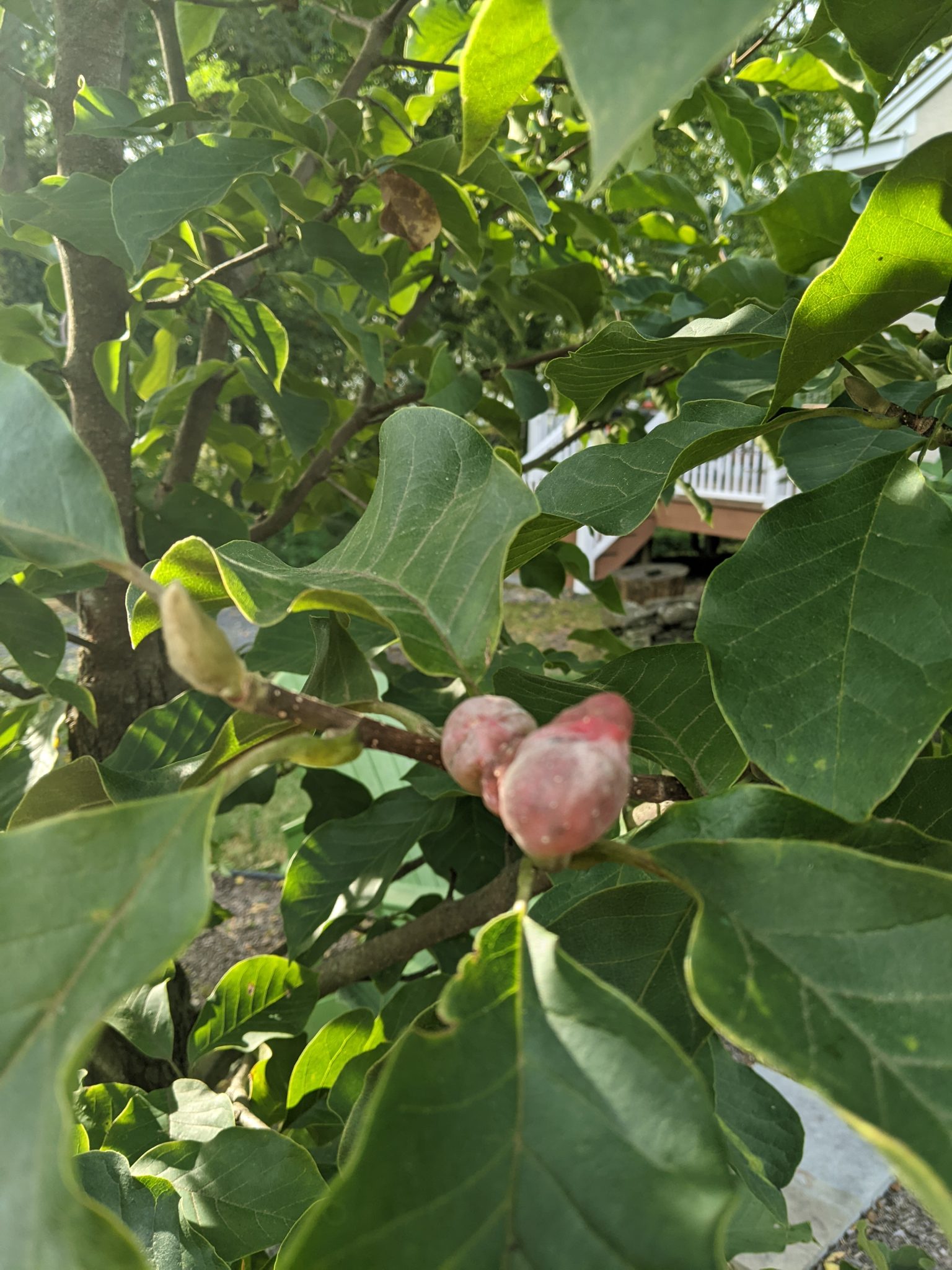 12 Most Common Magnolia Tree Diseases With Images – World of Garden Plants