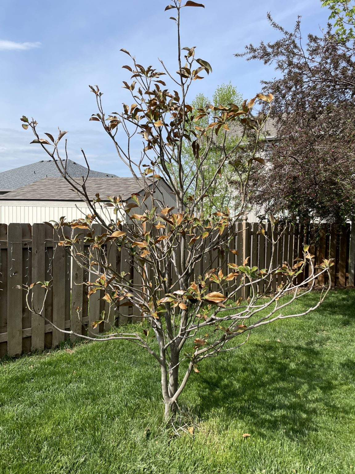 12 Most Common Magnolia Tree Diseases With Images – World of Garden Plants