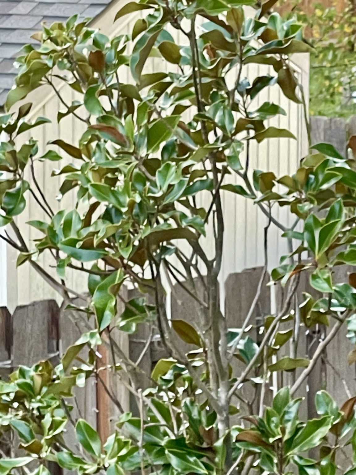 12 Most Common Magnolia Tree Diseases With Images – World of Garden Plants