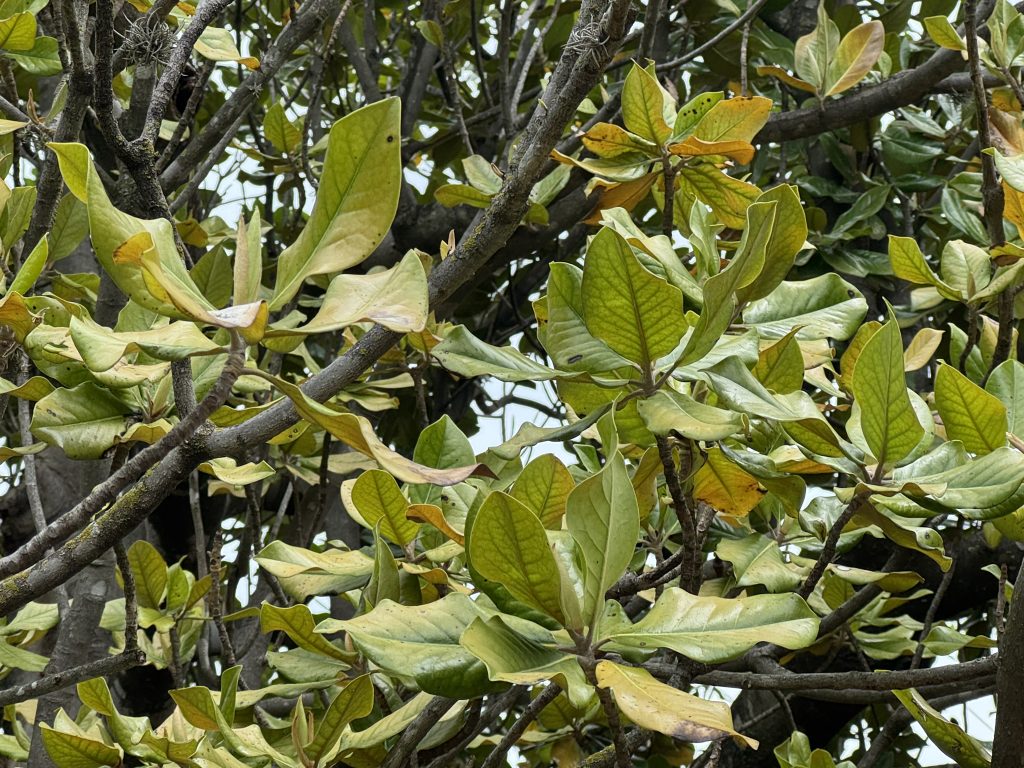 12 Most Common Magnolia Tree Diseases With Images – World of Garden Plants