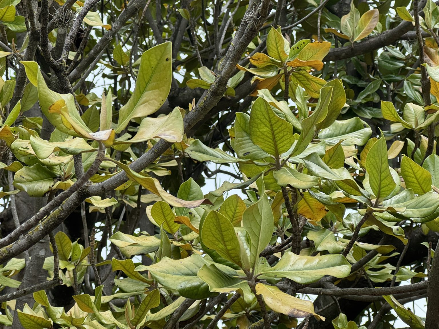 12 Most Common Magnolia Tree Diseases With Images – World of Garden Plants