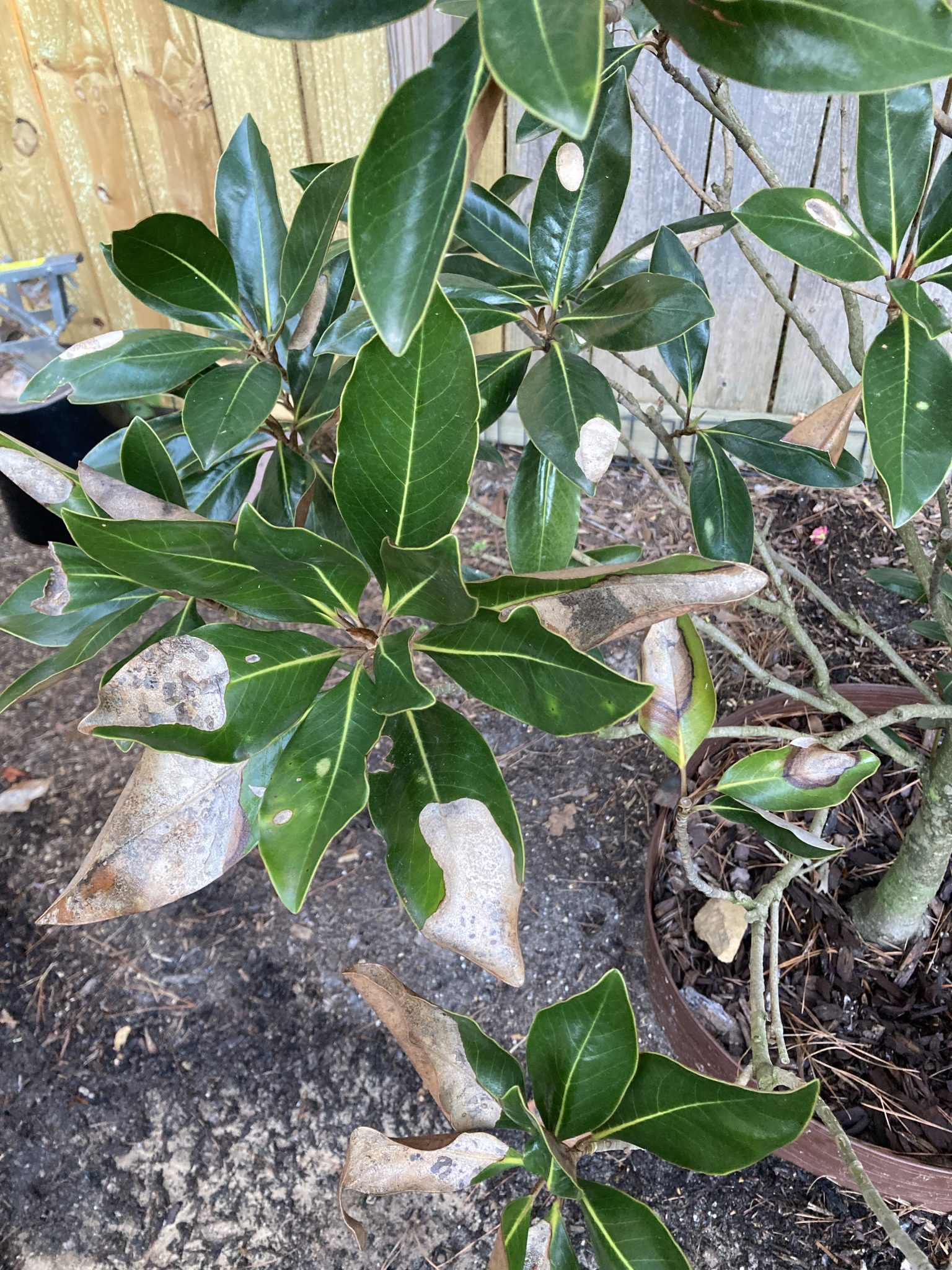 12 Most Common Magnolia Tree Diseases With Images – World of Garden Plants