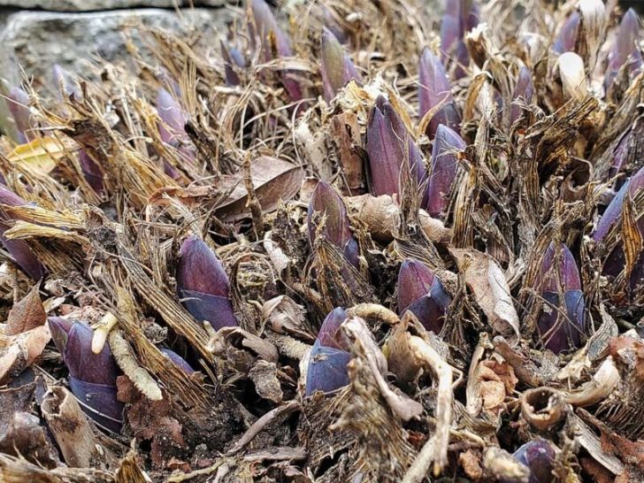 5 Easy Steps To Divide Hosta (With Images) – World of Garden Plants