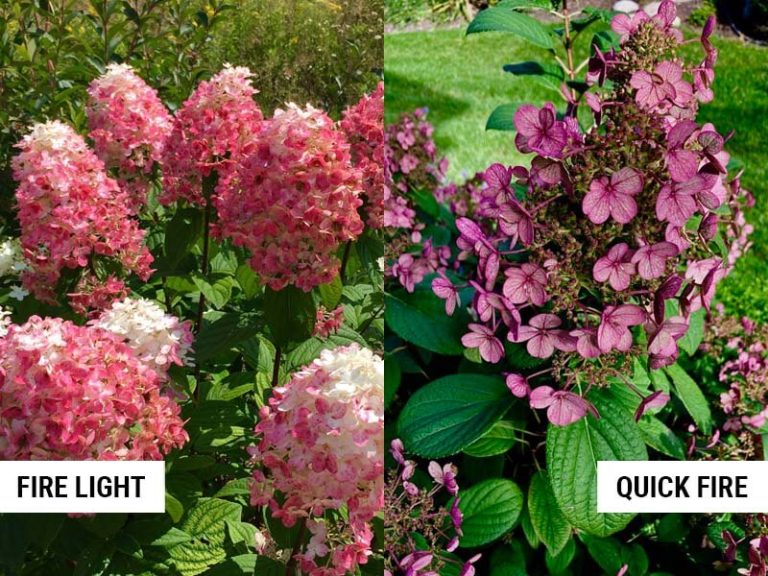 Fire Light vs Quick Fire Hydrangea: 4 Key Differences – World of Garden ...