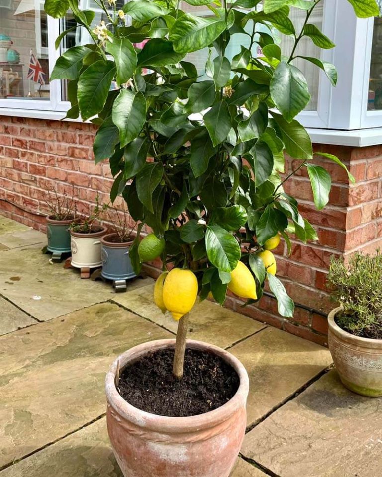 9 Working Tips To Deal With Lemon Tree Transplant Shock – World of ...